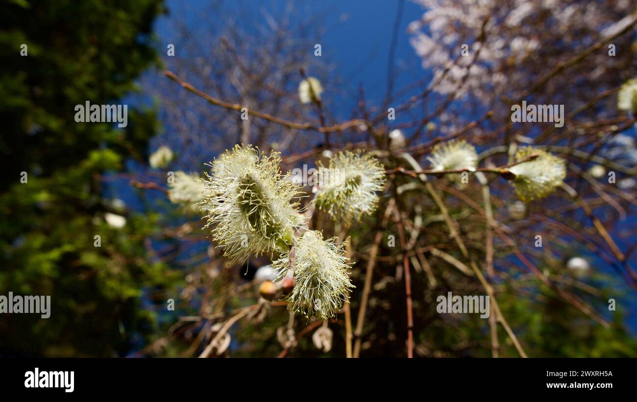 Spring flowers that bloom in April and May. Plum tree flower. Spring ...