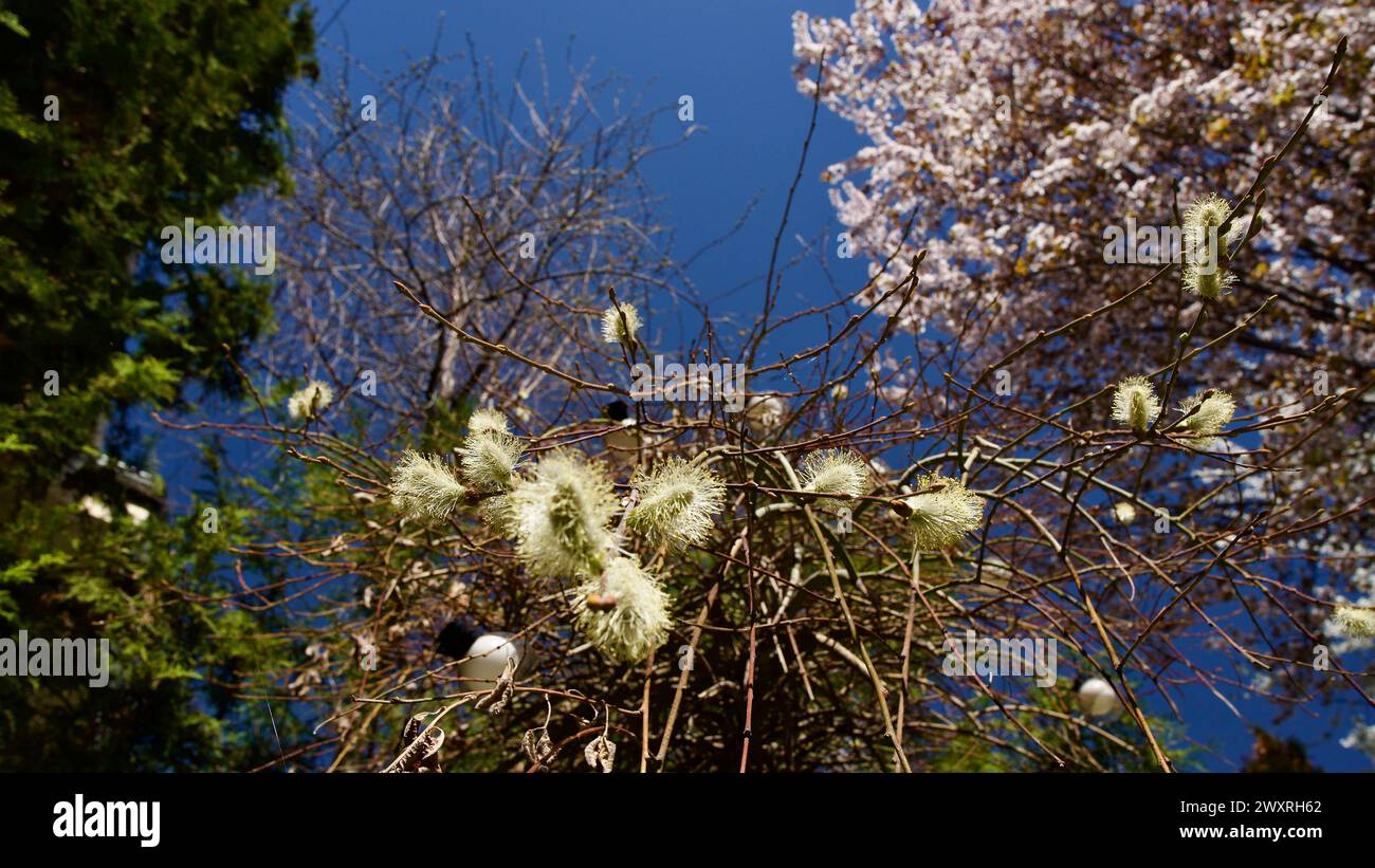 Spring flowers that bloom in April and May. Plum tree flower. Spring ...
