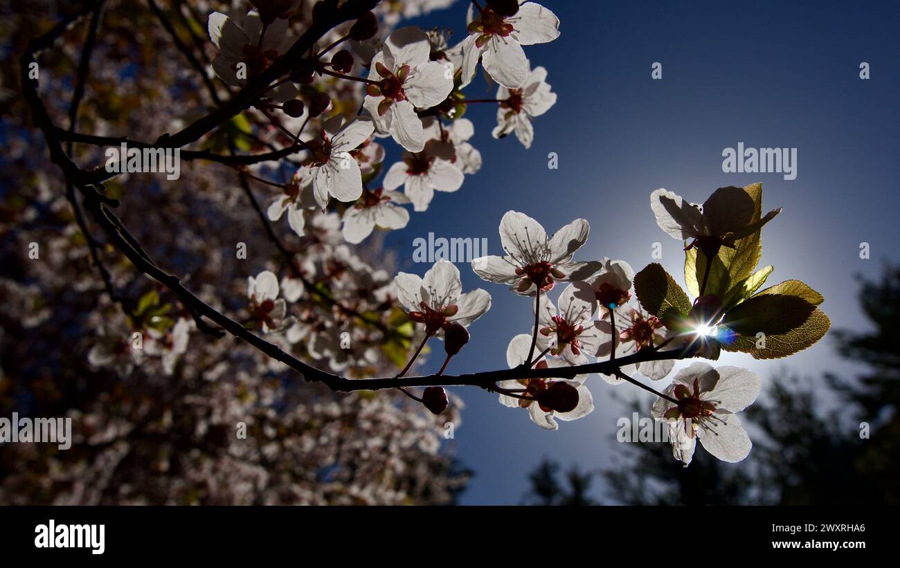 Spring flowers that bloom in April and May. Plum tree flower. Spring ...