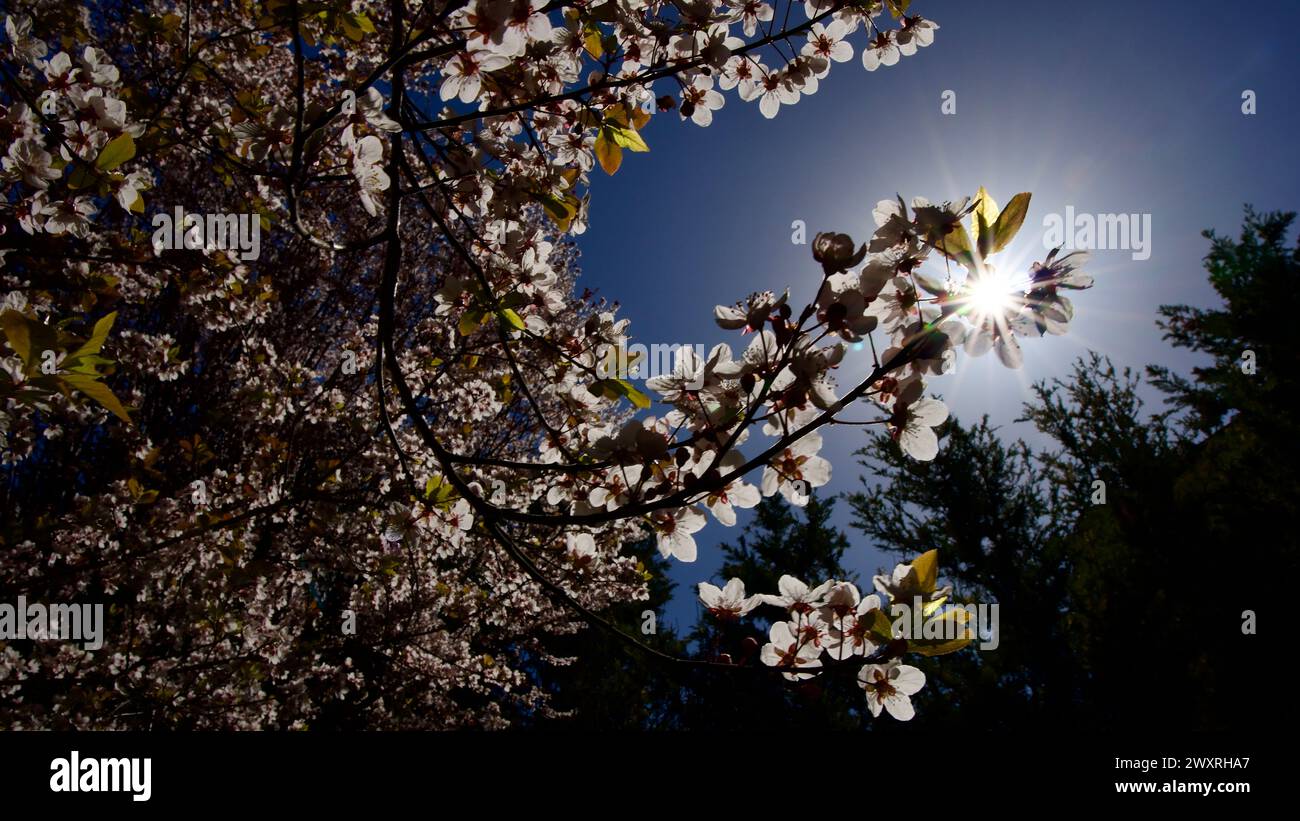 Spring flowers that bloom in April and May. Plum tree flower. Spring ...