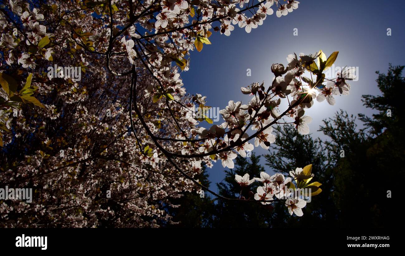 Spring flowers that bloom in April and May. Plum tree flower. Spring ...