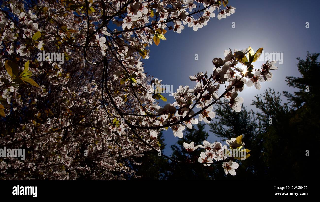 Spring flowers that bloom in April and May. Plum tree flower. Spring ...