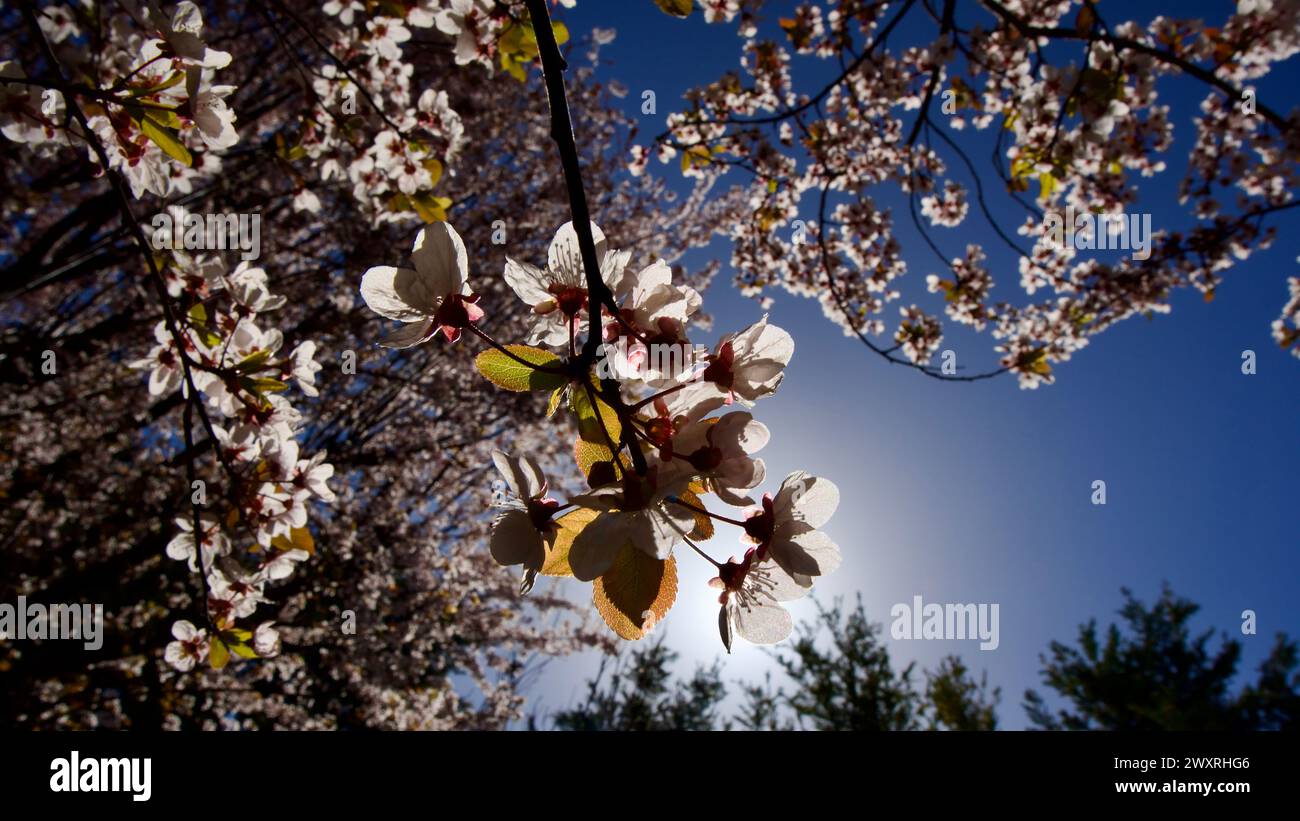 Spring flowers that bloom in April and May. Plum tree flower. Spring ...