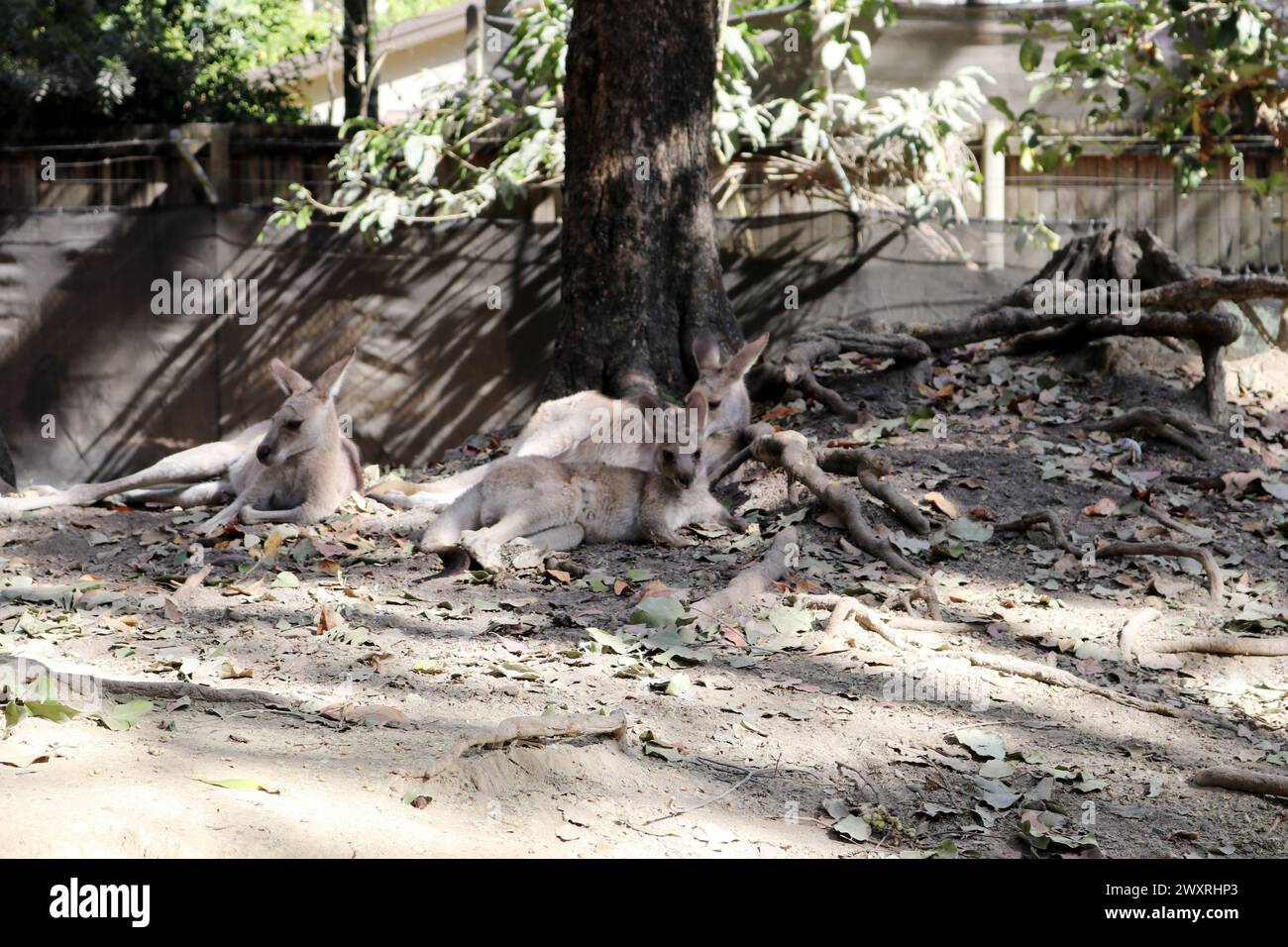 Agile Wallaby family (Notamacropus agilis) resting in tree shade : (pix ...