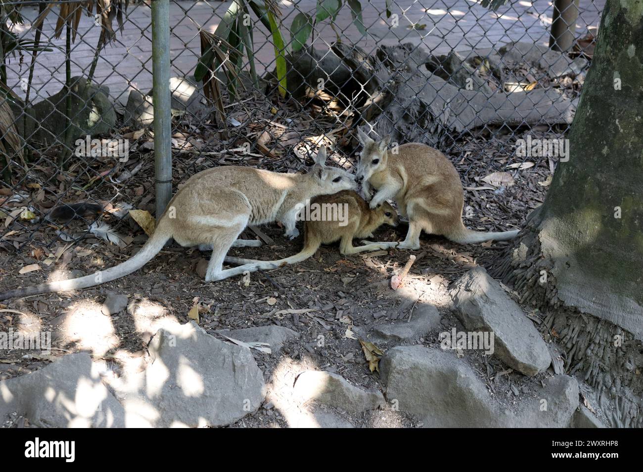 Agile Wallaby family (Notamacropus agilis) resting in tree shade : (pix ...