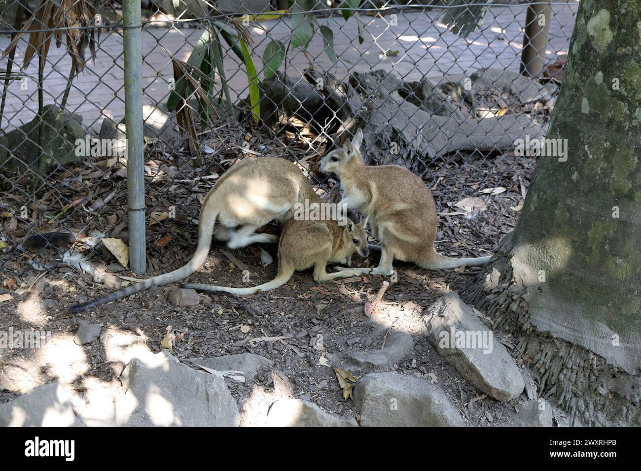 Agile Wallaby family (Notamacropus agilis) resting in tree shade : (pix ...
