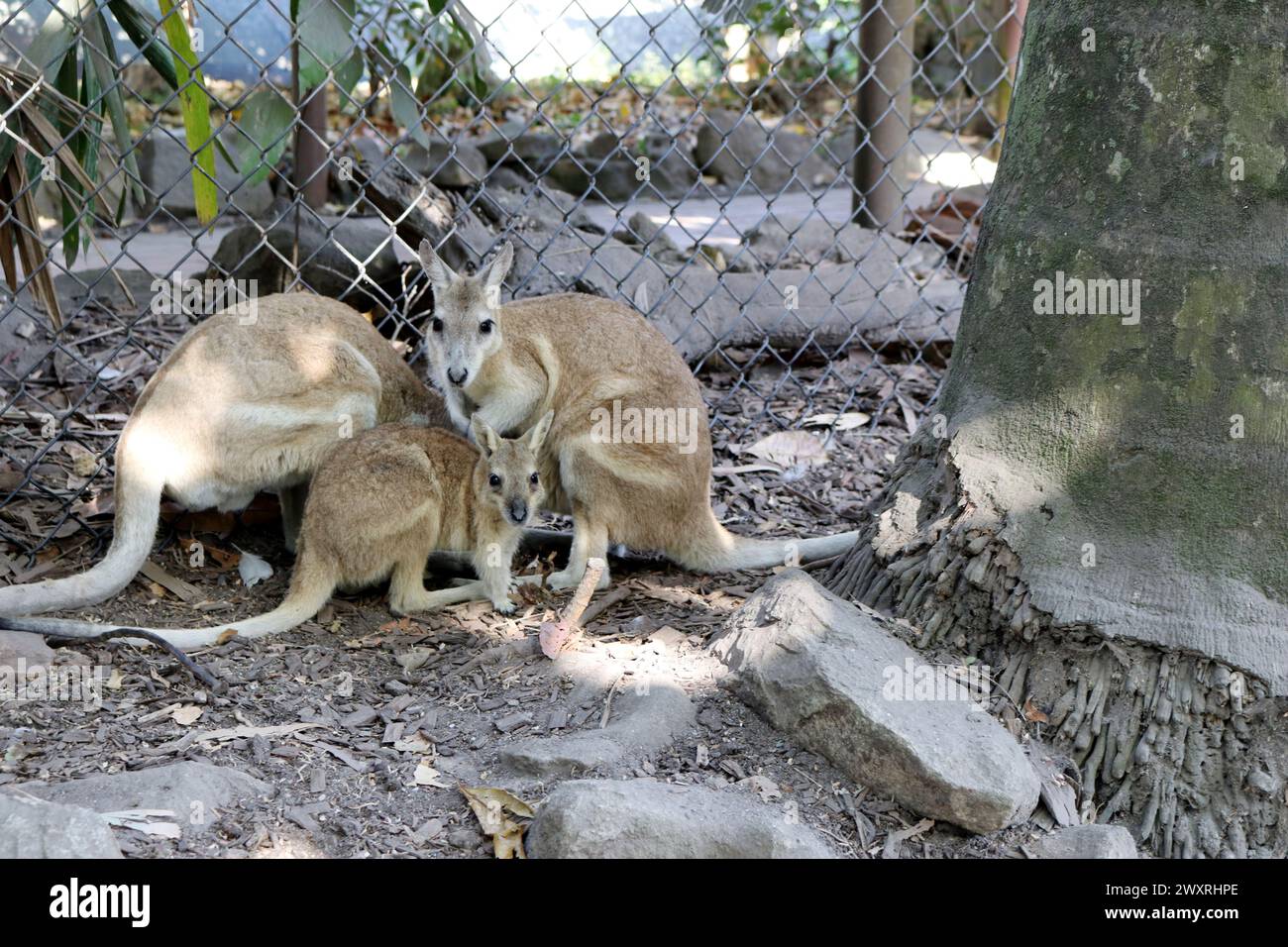 Agile Wallaby family (Notamacropus agilis) resting in tree shade : (pix ...