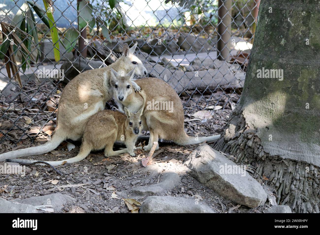 Agile Wallaby family (Notamacropus agilis) resting in tree shade : (pix ...
