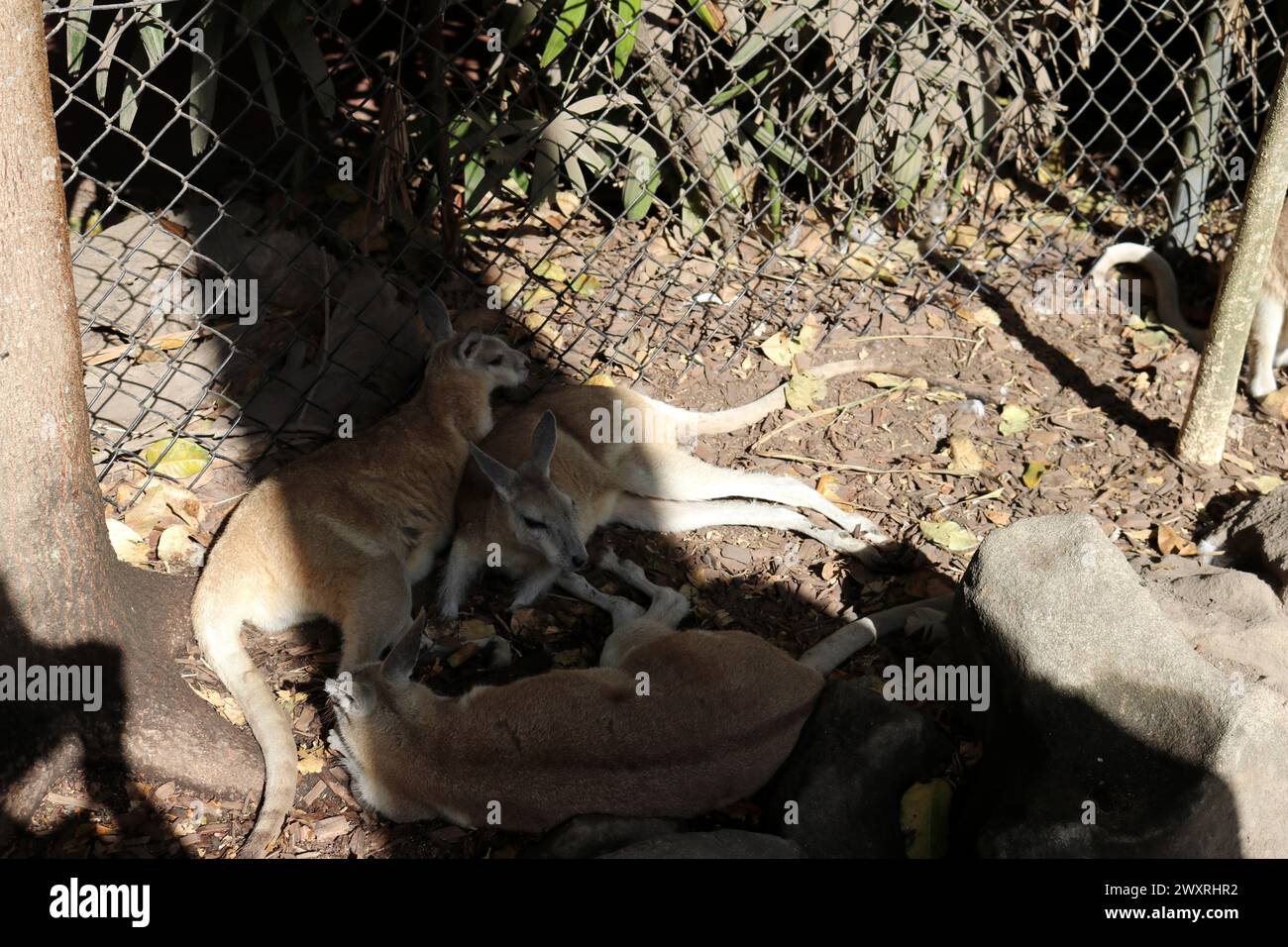 Agile Wallaby family (Notamacropus agilis) resting in tree shade : (pix ...