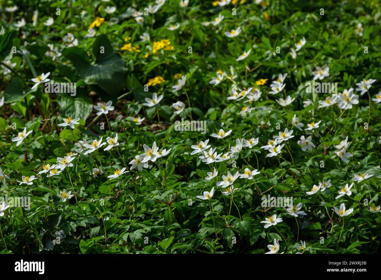 The many white wild flowers in spring forest. Blossom beauty, nature ...