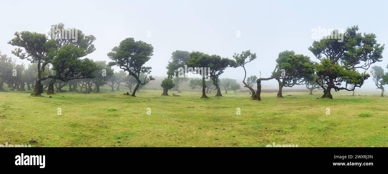 The magical fairy forest of Fanal, Madeira on a misty day, a tranquil ...