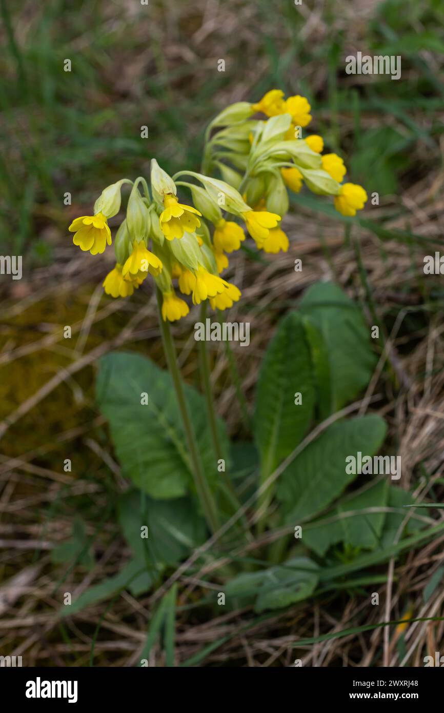 Yellow Primula veris cowslip, common cowslip, cowslip primrose on soft ...