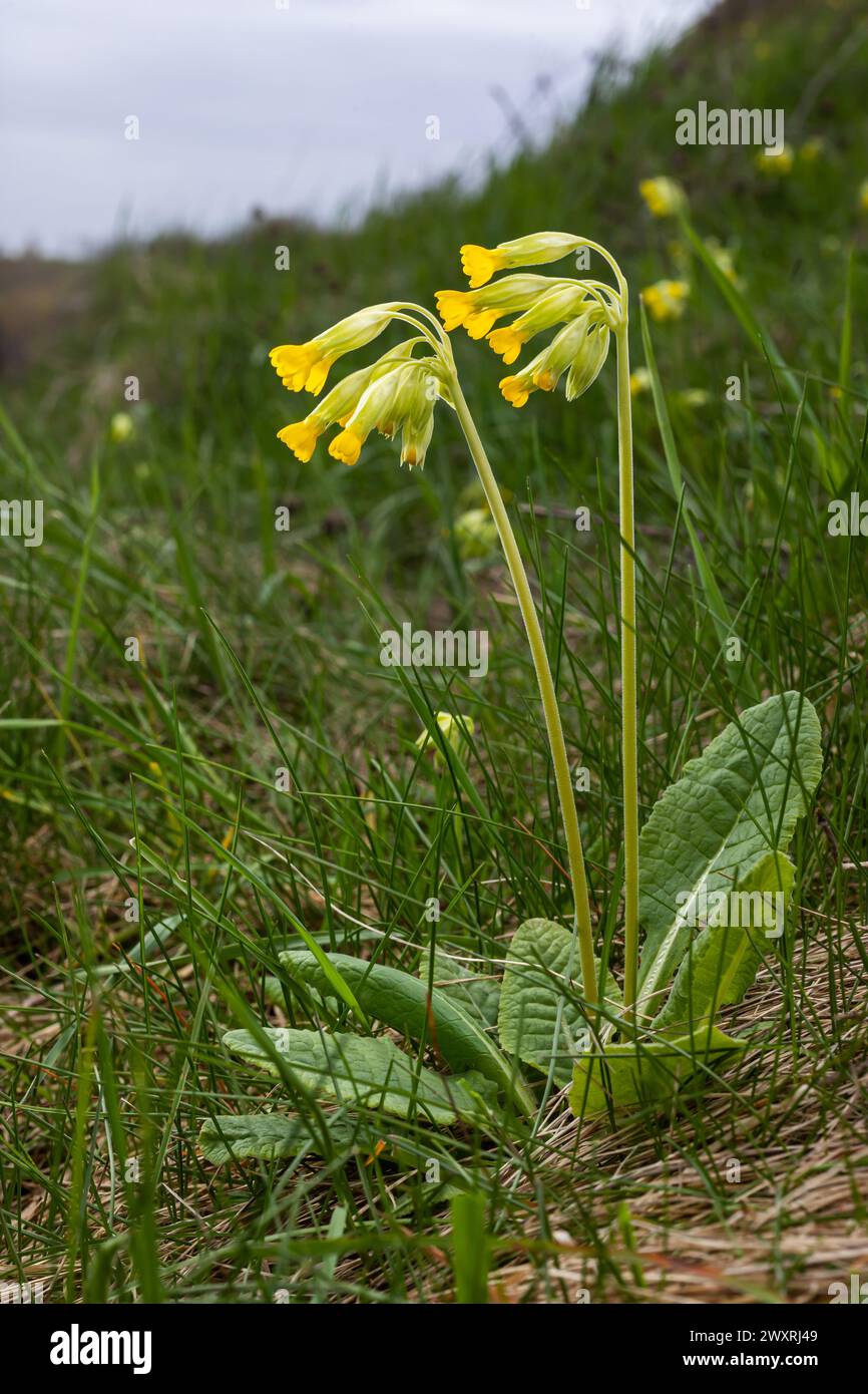 Yellow Primula veris cowslip, common cowslip, cowslip primrose on soft ...