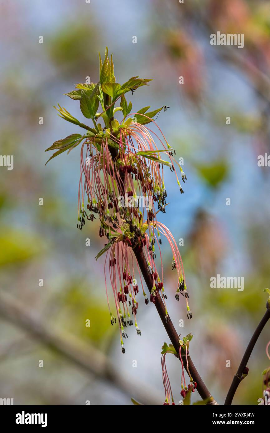 Ash leaf maple tree hi-res stock photography and images - Alamy