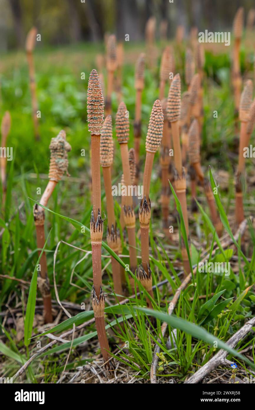 Equisetum arvense, the field horsetail or common horsetail, is an ...