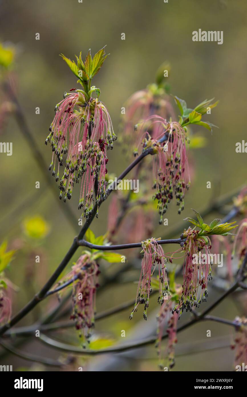 Ash leaf maple tree hi-res stock photography and images - Alamy