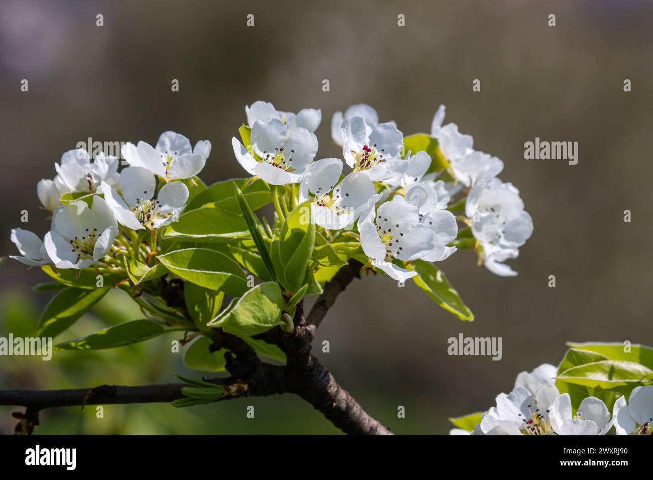 Pear tree flowers up close. white flowers and buds of the fruit tree ...