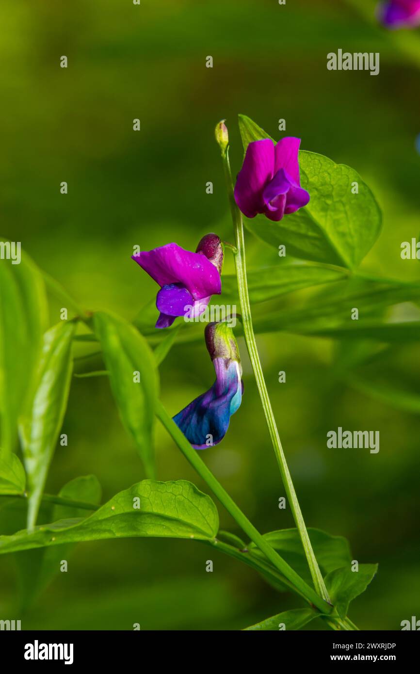 Lathyrus vernus spring vetchling hi-res stock photography and images ...