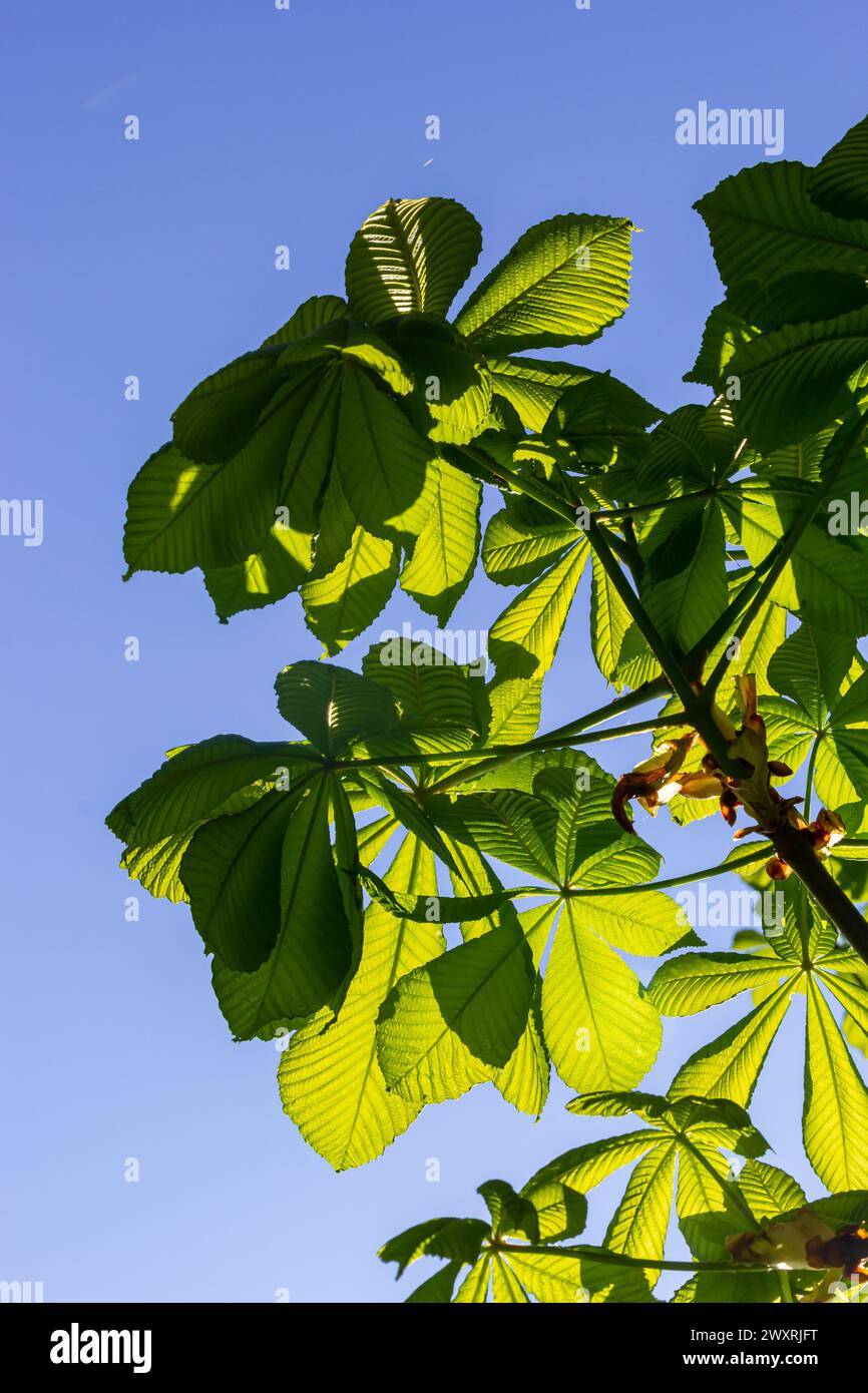 Green Chestnut Leaves in beautiful light. Spring season, spring colors ...