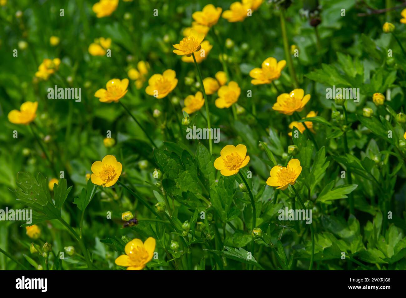 Close-up of Ranunculus repens, the creeping buttercup, is a flowering ...