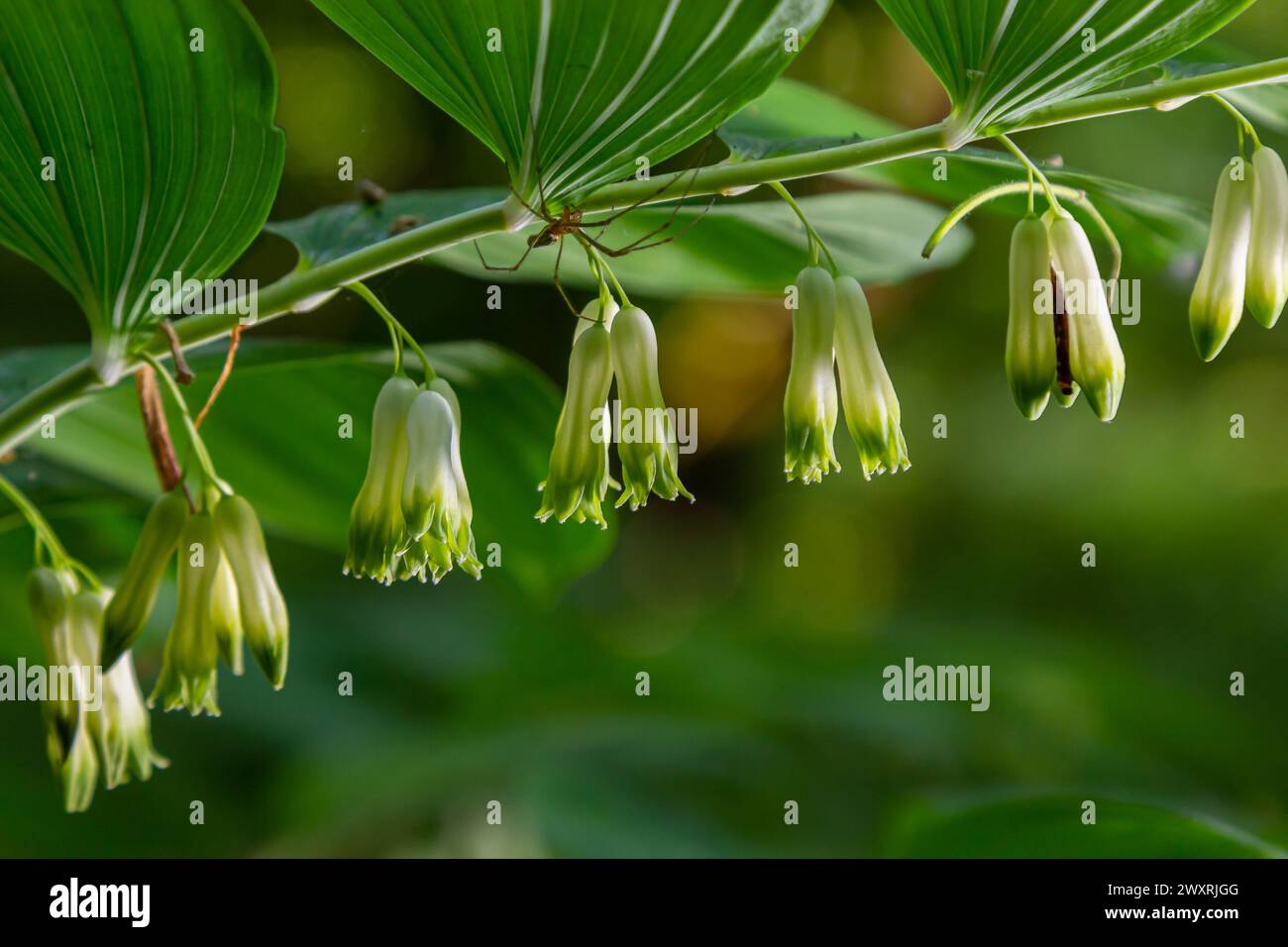 Polygonatum multiflorum, the Solomon's seal, David's harp, ladder-to ...