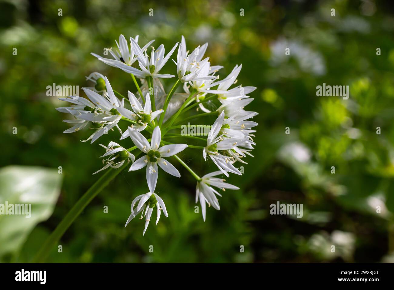 Beautiful blooming white flowers of ramson - wild garlic Allium ursinum ...