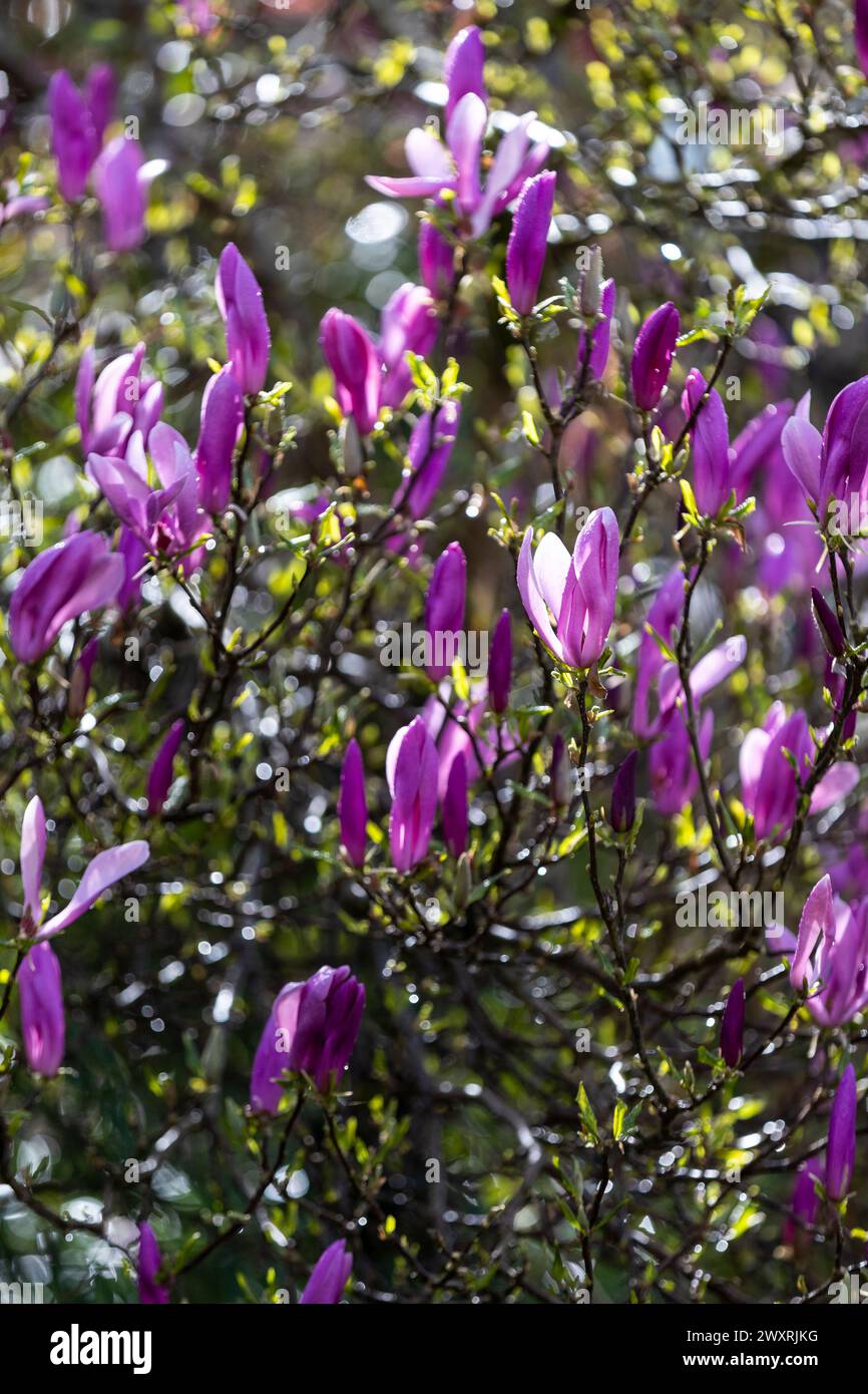 Magnolia tree in full springtime flower Stock Photo - Alamy