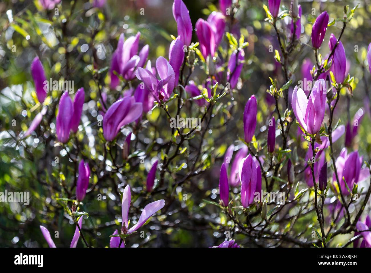 Magnolia garden cutting hi-res stock photography and images - Alamy