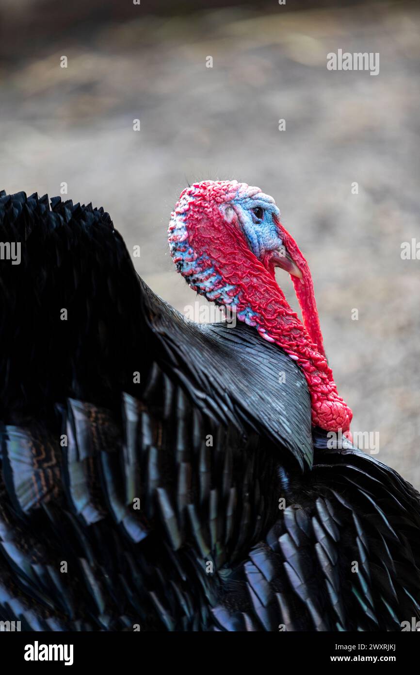Male Turkey in breeding colour. Bank Holiday day at to a Safari Park ...