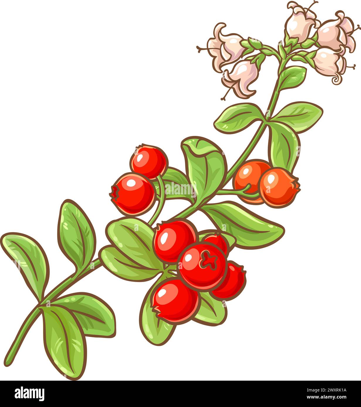Cranberry Branch Colored Detailed Illustration Stock Vector Image & Art ...