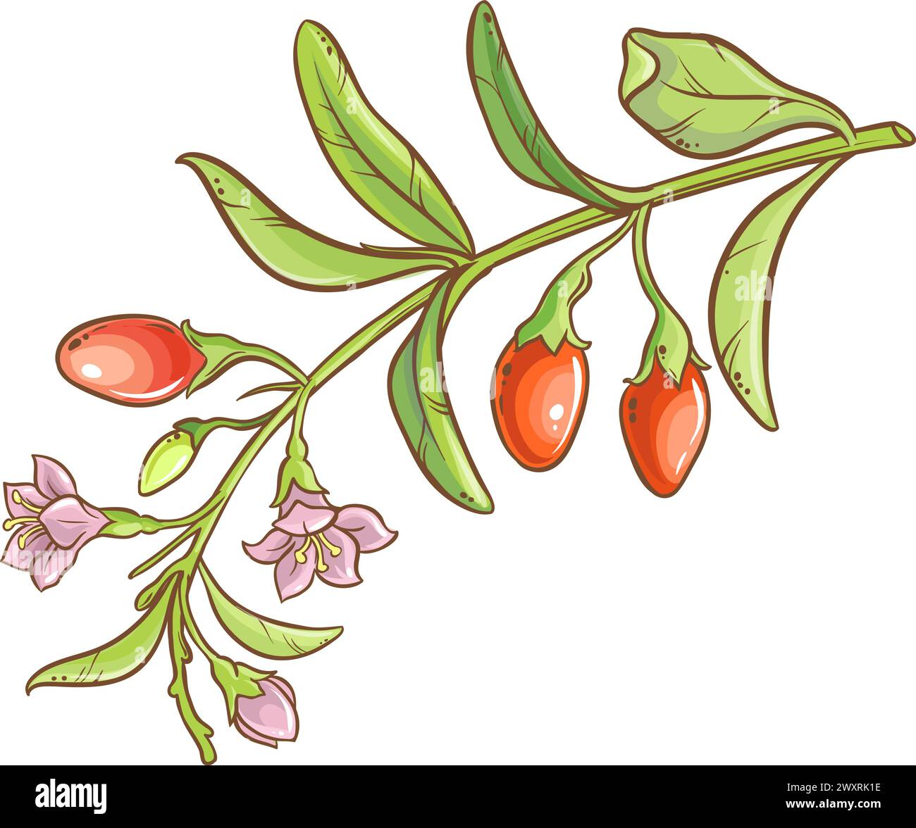 Goji berry plant flower Cut Out Stock Images & Pictures - Alamy