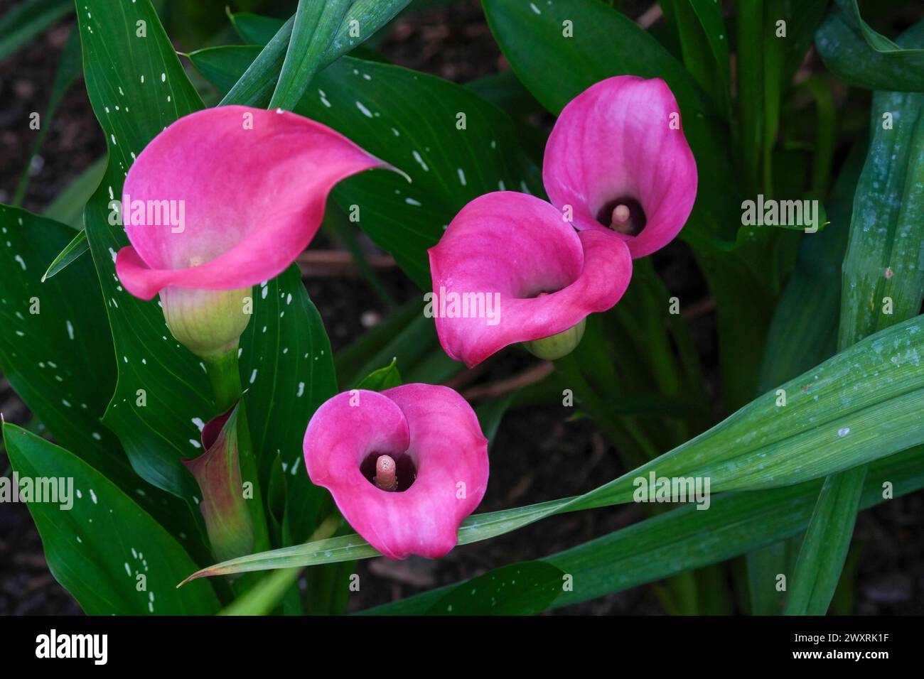 Pink calla lily hi-res stock photography and images - Alamy