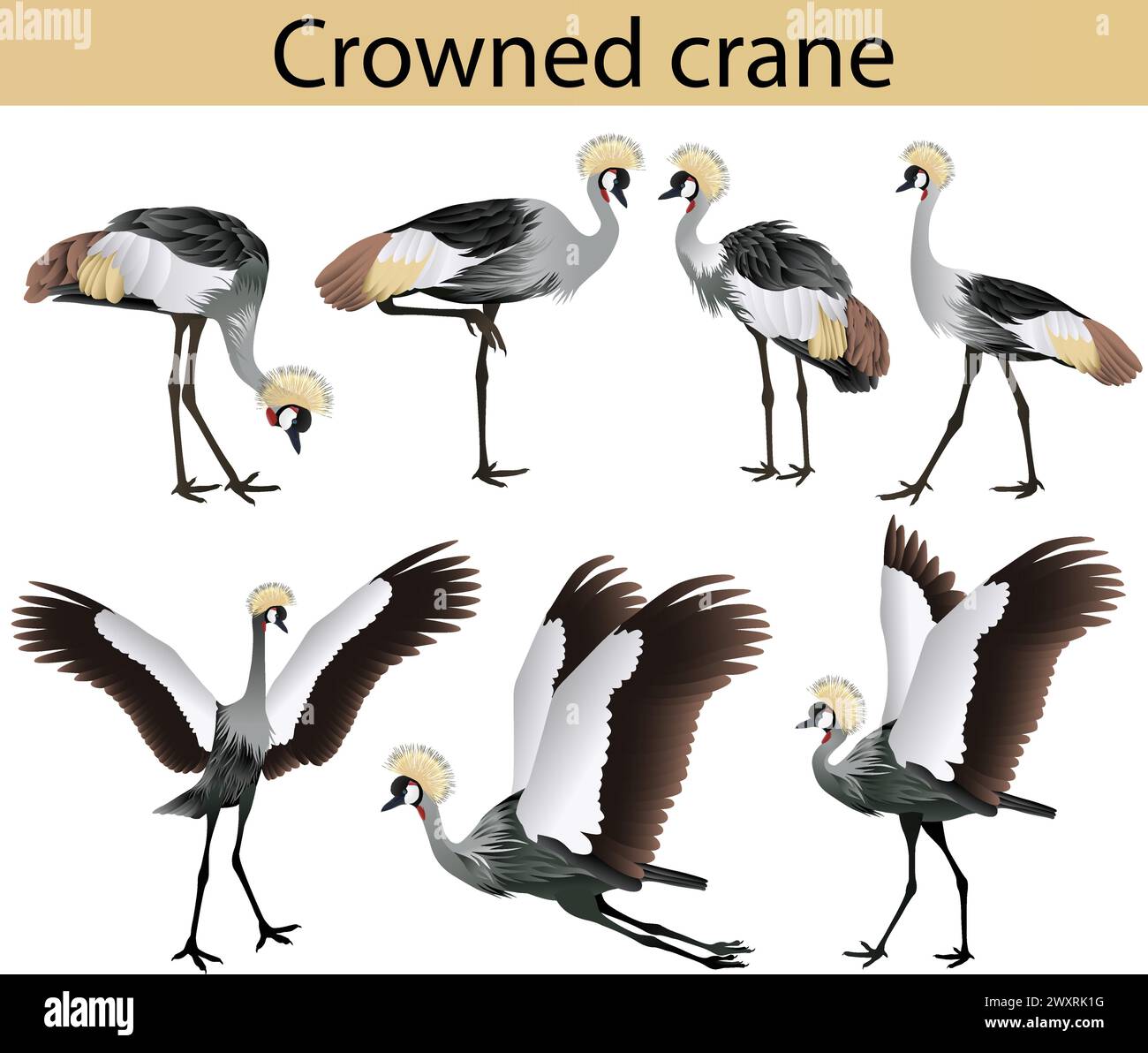 Collection of crowned cranes in colour image Stock Vector Image & Art ...