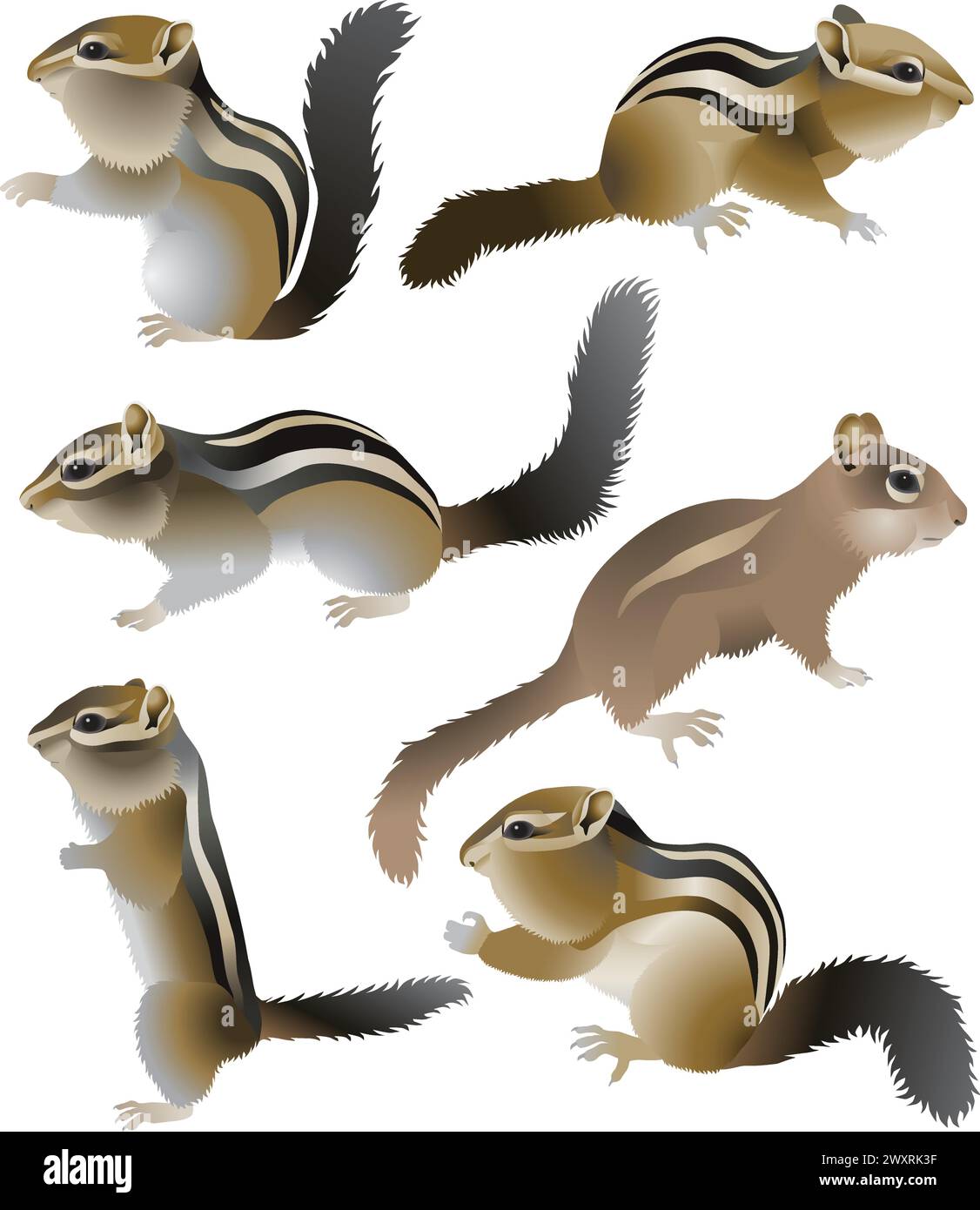 Collection of chipmunks in colour image Stock Vector Image & Art - Alamy