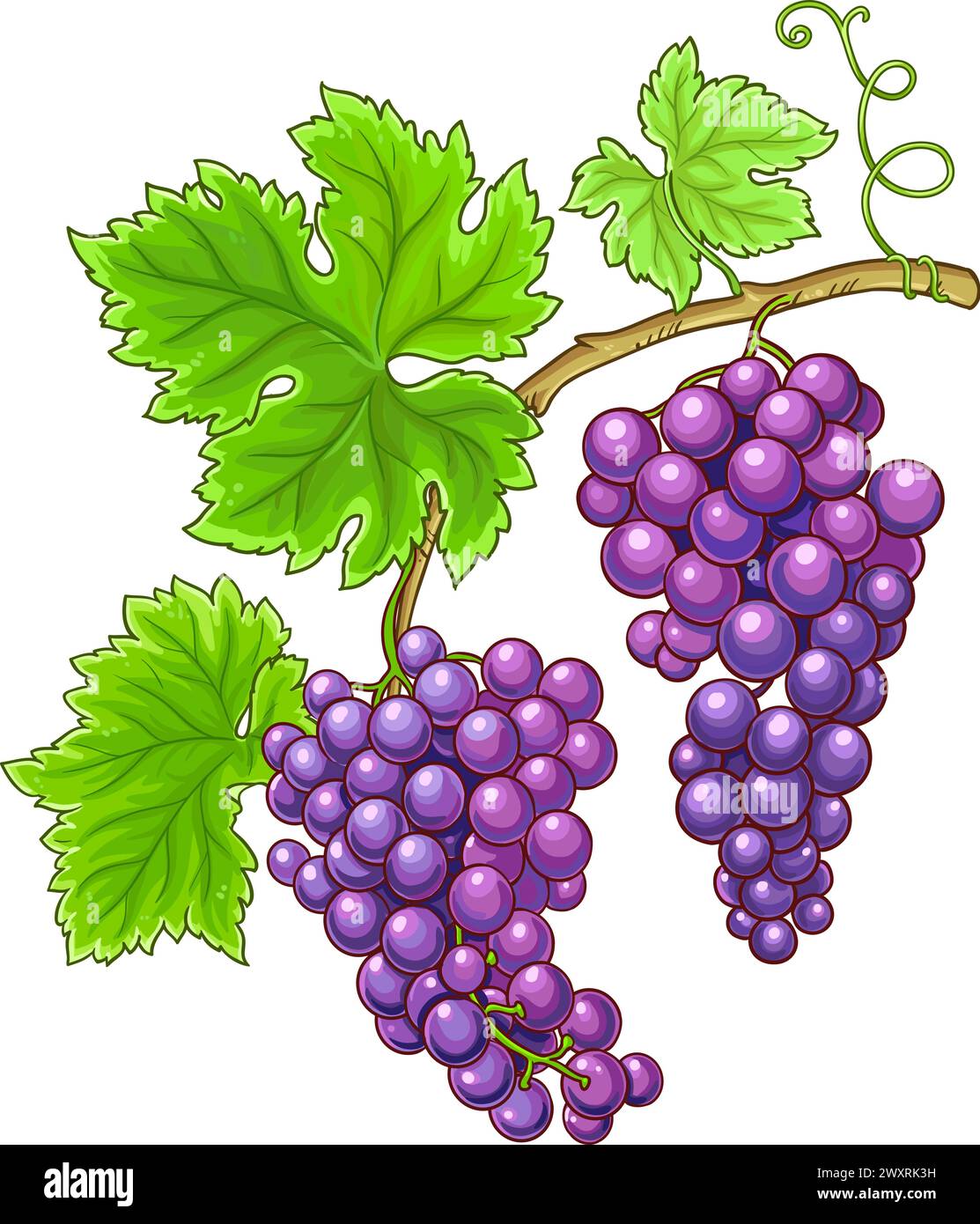 Cutout grapes Stock Vector Images - Alamy