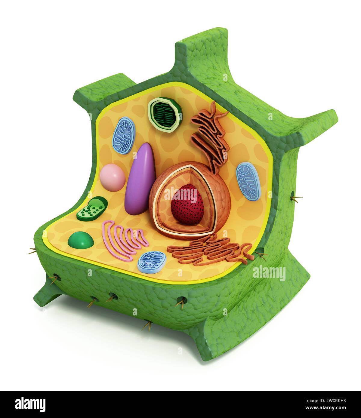 Plant cell microscope vacuole hi-res stock photography and images - Alamy