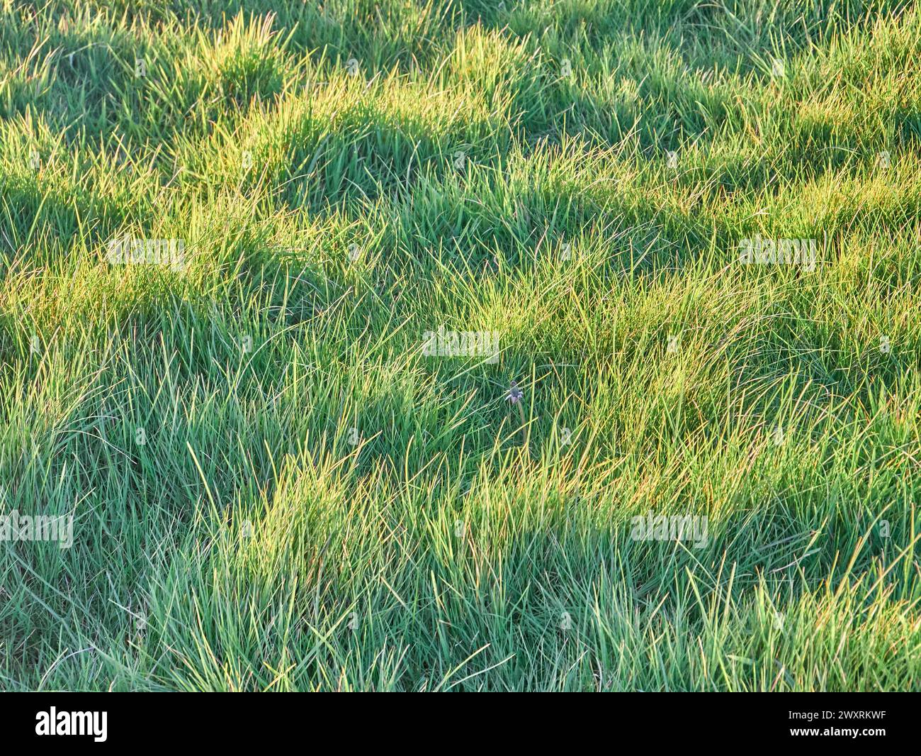Green grass background close view, spring grass field Stock Photo - Alamy