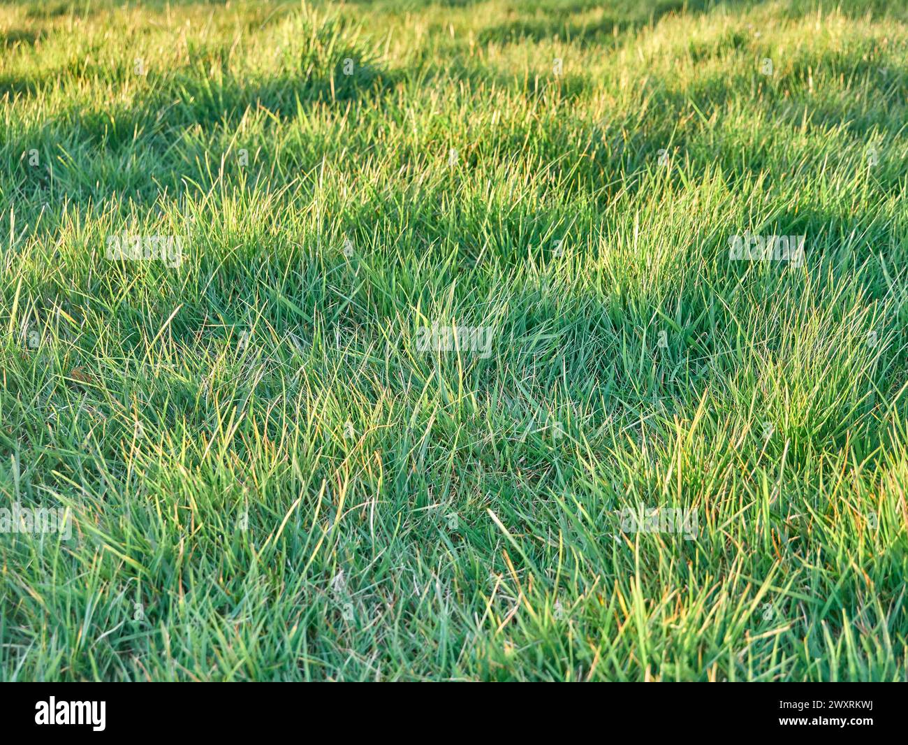 Green grass background close view, spring grass field Stock Photo - Alamy