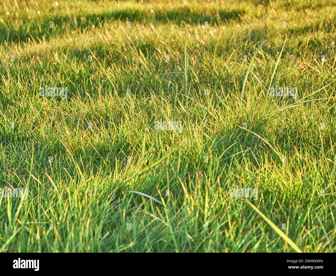 Green grass background close view, spring grass field Stock Photo - Alamy