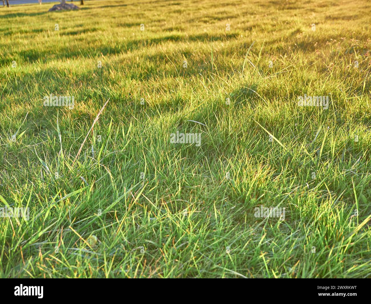 Green grass background close view, spring grass field Stock Photo - Alamy