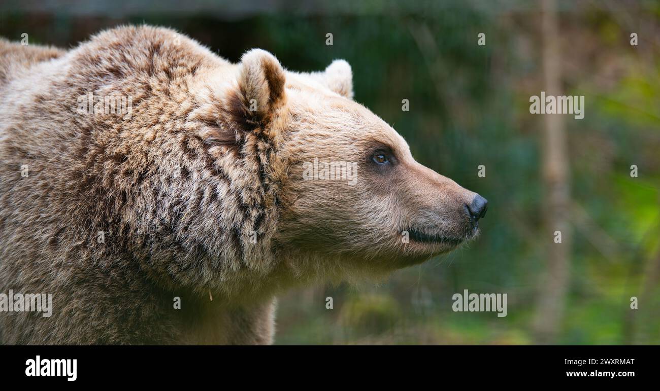 Brown bear in the forest, wildlife in the woodland, portrait of a ...