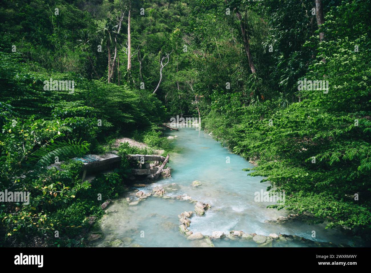 A serene stream flowing through lush green woods, surrounded by rocks ...