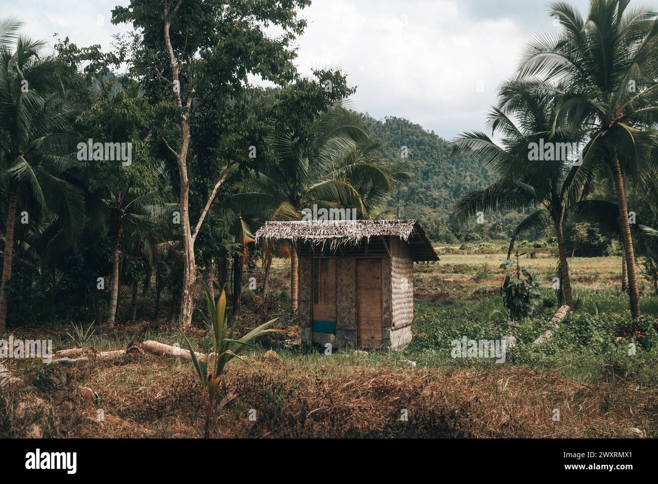 An abandoned hut in a jungle setting with lush greenery and trees in ...
