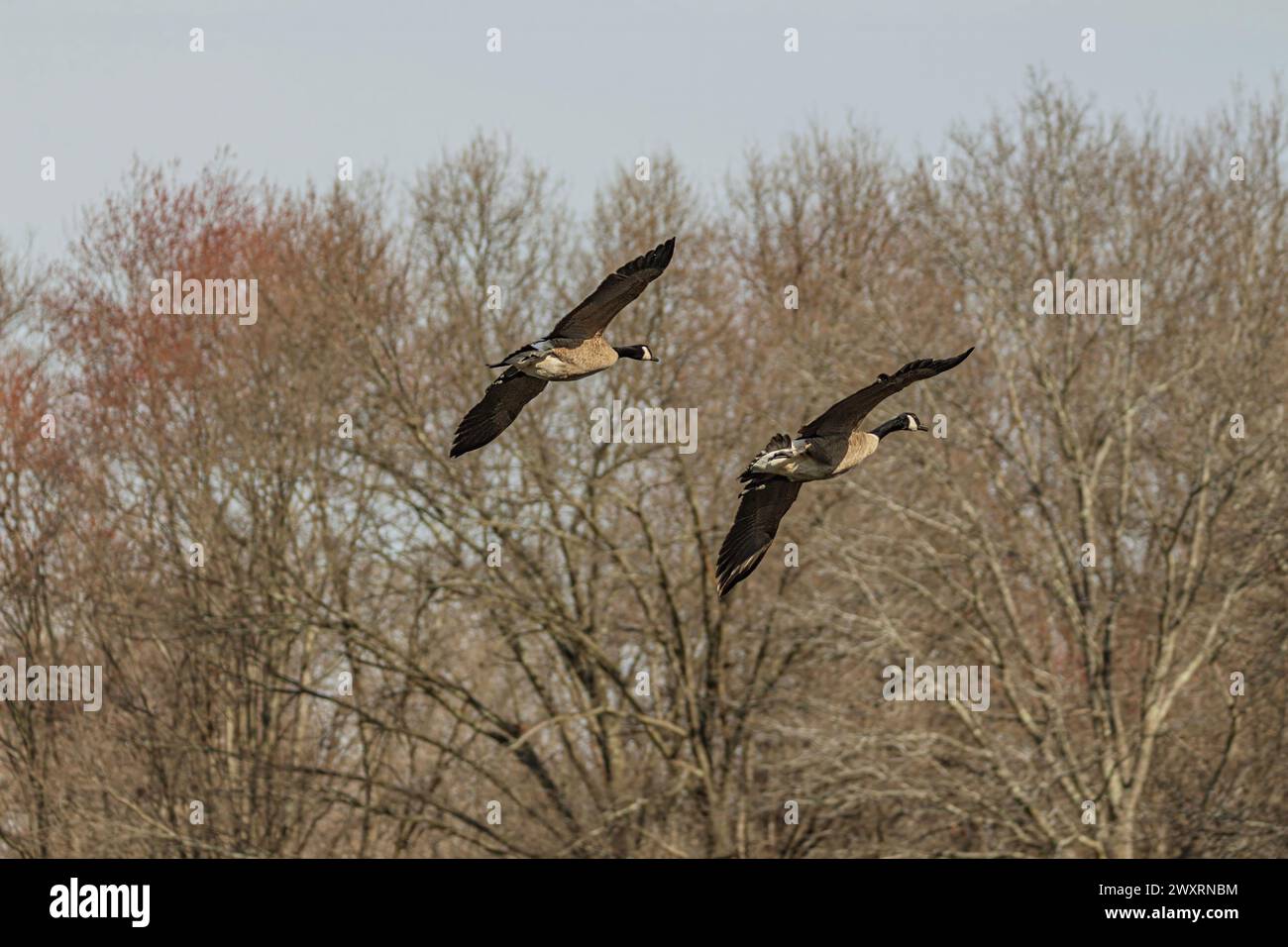 The two ducks flying together in a woodland setting Stock Photo - Alamy