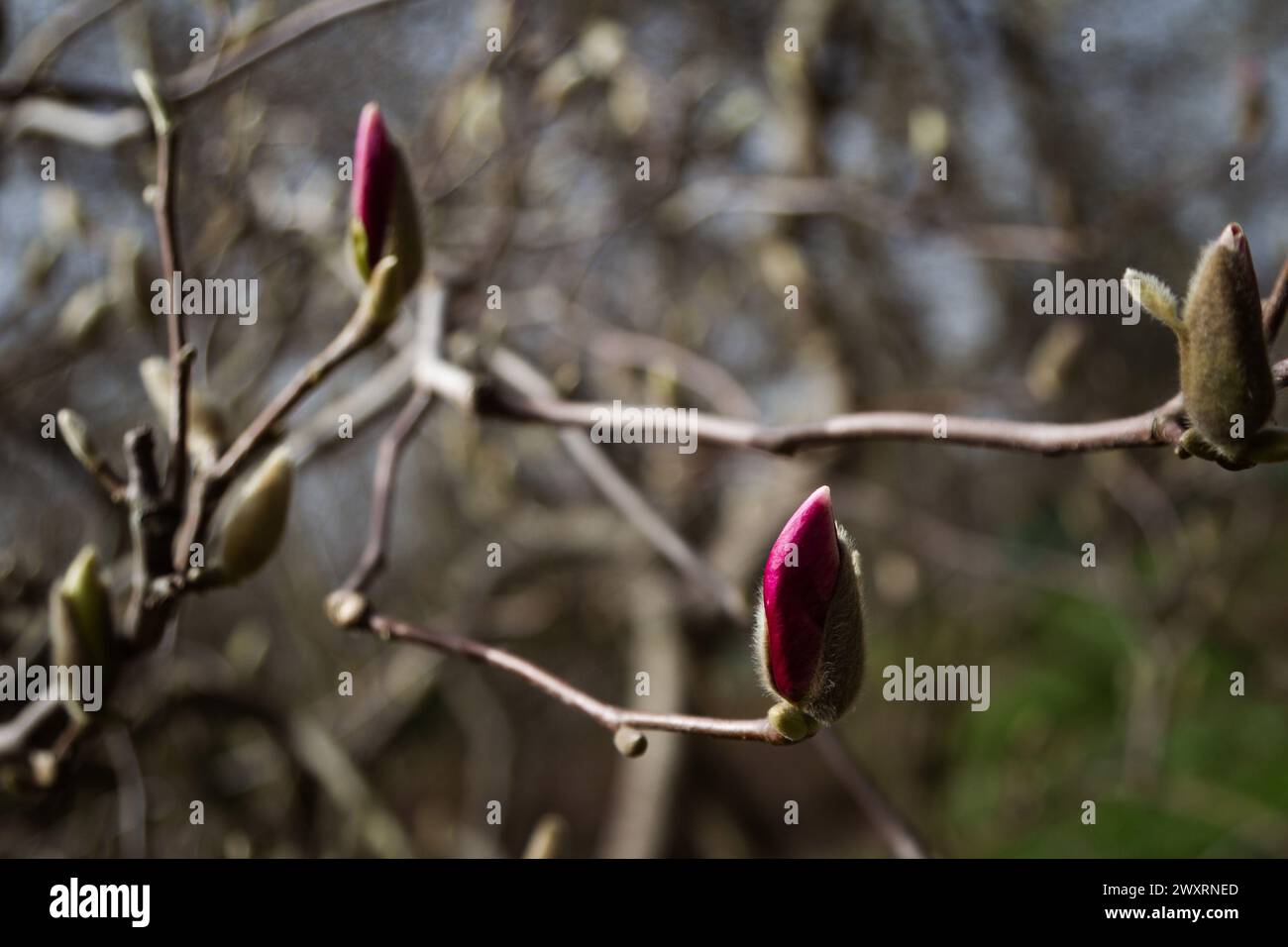 Non Exclusive: KYIV, UKRAINE - APRIL 01, 2024 - Magnolia trees are in ...