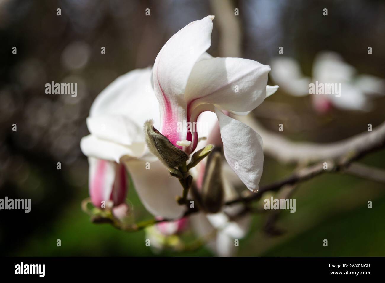 Non Exclusive: KYIV, UKRAINE - APRIL 01, 2024 - Magnolia trees are in ...