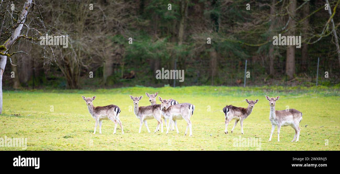 Red deer stag with antlers in spring, black forest in Germany, wildlife ...