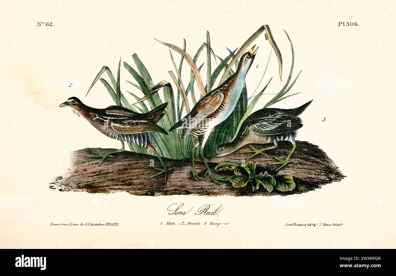 Sora Rail trio with male, female, and juvenile among marsh reeds. By J ...