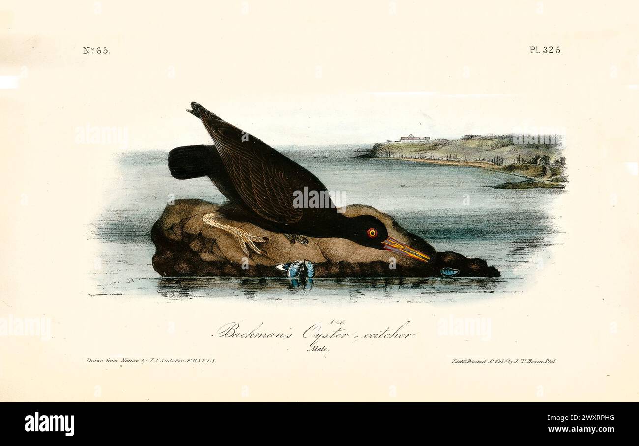 Bachman’s Oyster-catcher male on coastal rock, prying open shellfish ...