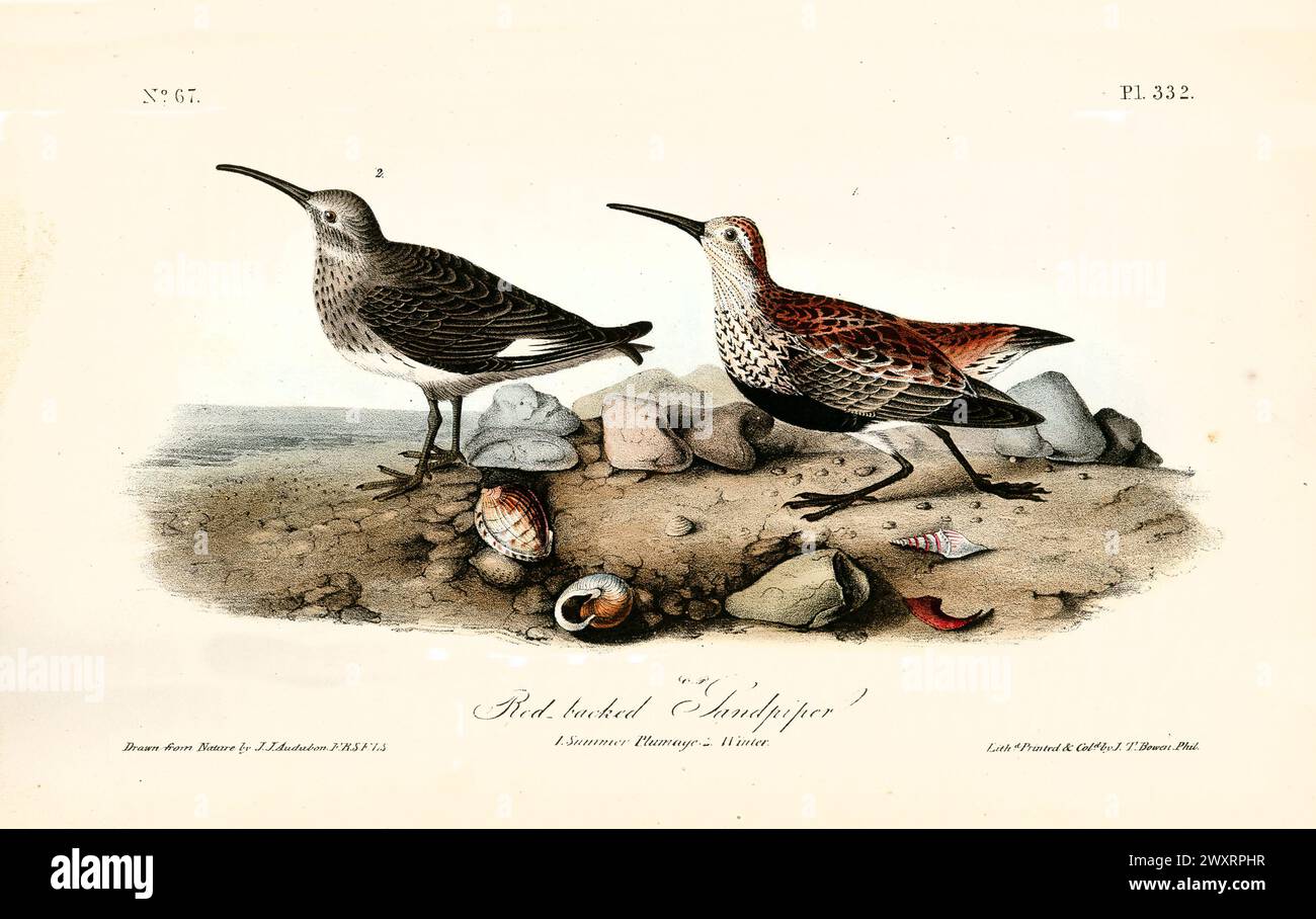 Red-backed Sandpiper in summer and winter plumage, foraging on a rocky ...